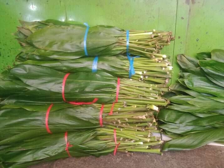 daun hanjuang bungkus bacang 1kg | Lazada Indonesia