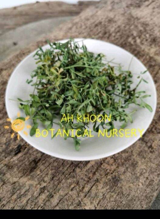 READY STOCK Live Plant Pokok Daun Busuk芸香[臭草]驱蚊臭草Pokok garuda halau ...