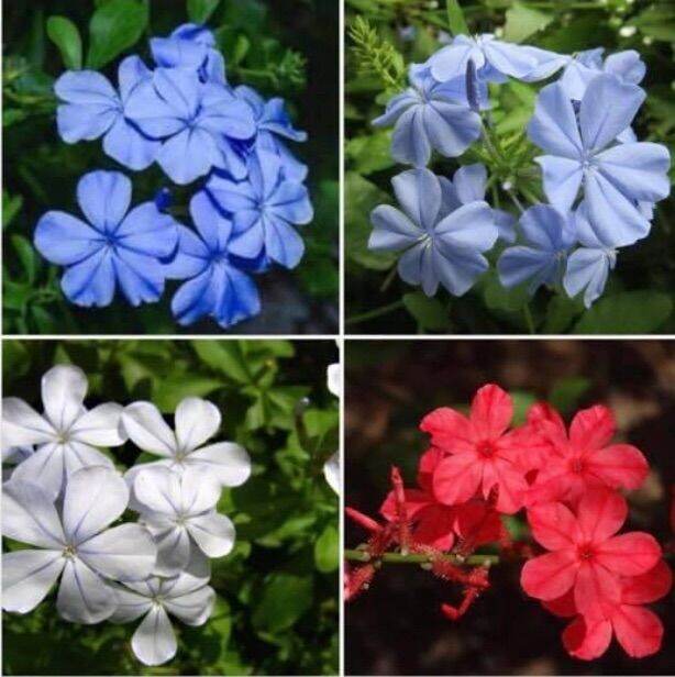 Pokok bunga plumbago warna merah, putih, baby blue dan imperial blue ...
