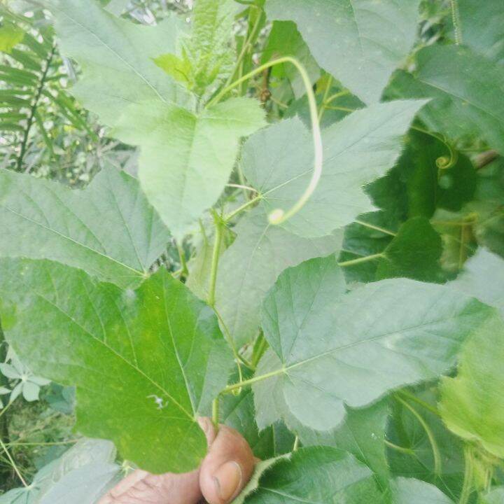 Herbal penyakit ginjal daun Rambusa atau anggur hutan 250 gram | Lazada ...