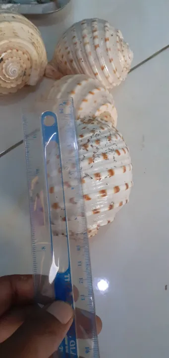 cangkang kelomang 9cm~8cm~7cm~5cm | Lazada Indonesia