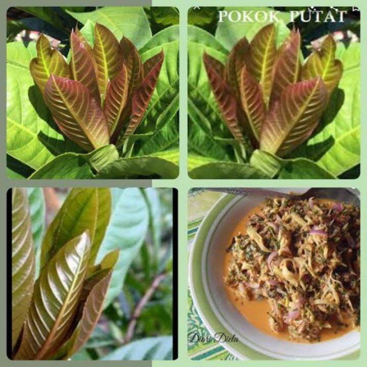 Daun Putat Pucuk Putat Segar Lalapan Khas Sunda Siap Petik Per200Gram ...