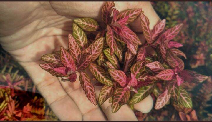 hygrophila polysperma sunset aquascape 20btg,, tanaman aquarium ...