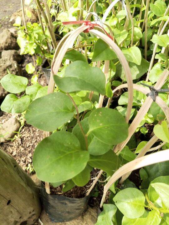 Pohon Binahong Hijau Herbal Lazada Indonesia