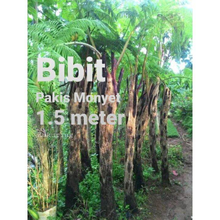 Tanaman Pakis Hutan Pakis Paku Tiang 1.5 meter peneduh tanaman atau ...