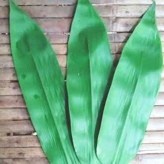 daun bacang bambu segar 100 pcs | Lazada Indonesia
