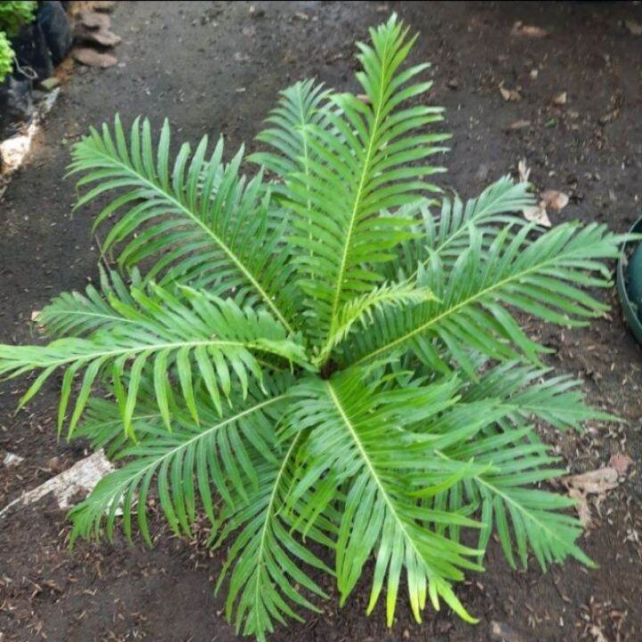 Tanam pakis hias jibum/pakis jibung blechnum gibbum 10pohon | Lazada ...