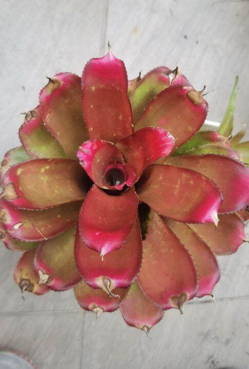 bromeliad neoregelia Shocking Pink Compact | Lazada