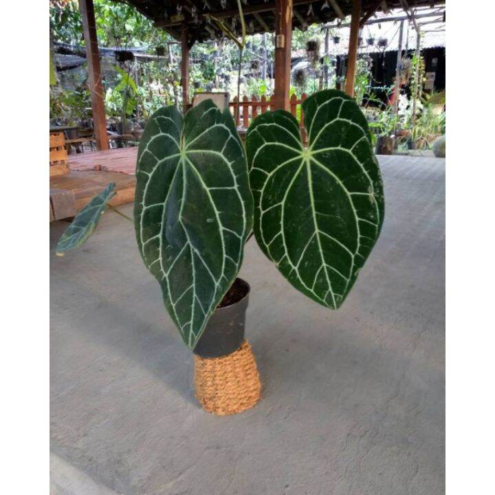 Pohon Kuping Gajah Daun Besar - Tanaman Hias Indoor Kuping Gajah Jumbo ...