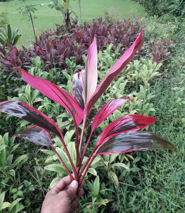 tanaman andong merah 10 batang. | Lazada Indonesia