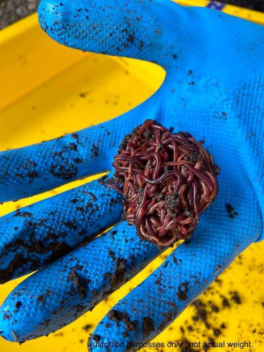 Earth worm / Cacing tanah kecil / tempatan / malaysian blue untuk ...