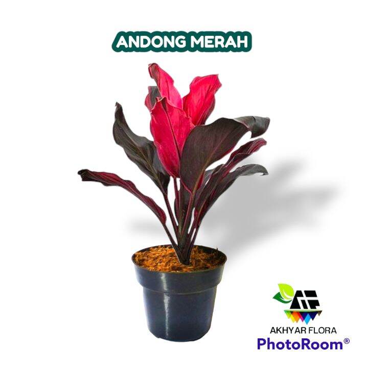 Andong Merah Tanaman Hias Tanaman Herbal Hanjuang Merah | Lazada Indonesia