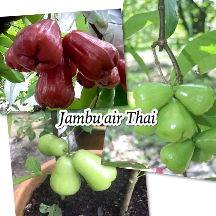 Pokok tut Jambu air madu Thai king, Thai hijau dan Thai hijau loceng ...