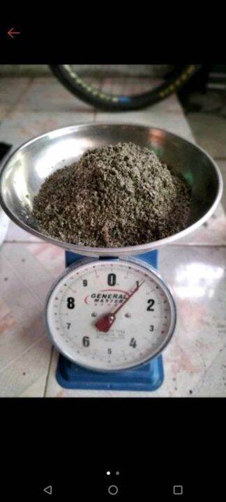 per kilo Bistay buhangin /sand | Lazada PH