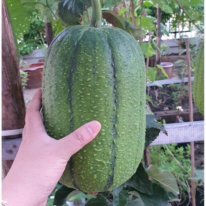 เมล็ดพันธุ์ บวบหอมแอปเปิ้ล (Apple Luffa Seed) บรรจุ 10 เมล็ด ลูกใหญ่ทรง ...