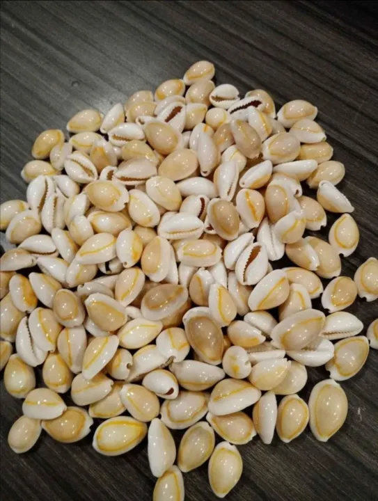 Sigay | Sea Shells 1kilo | Lazada PH