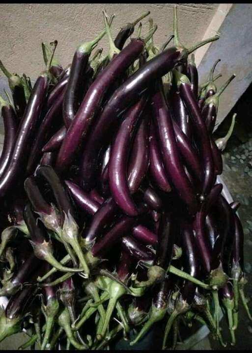 Talong na haba seeds for planting(Repacked) | Lazada PH