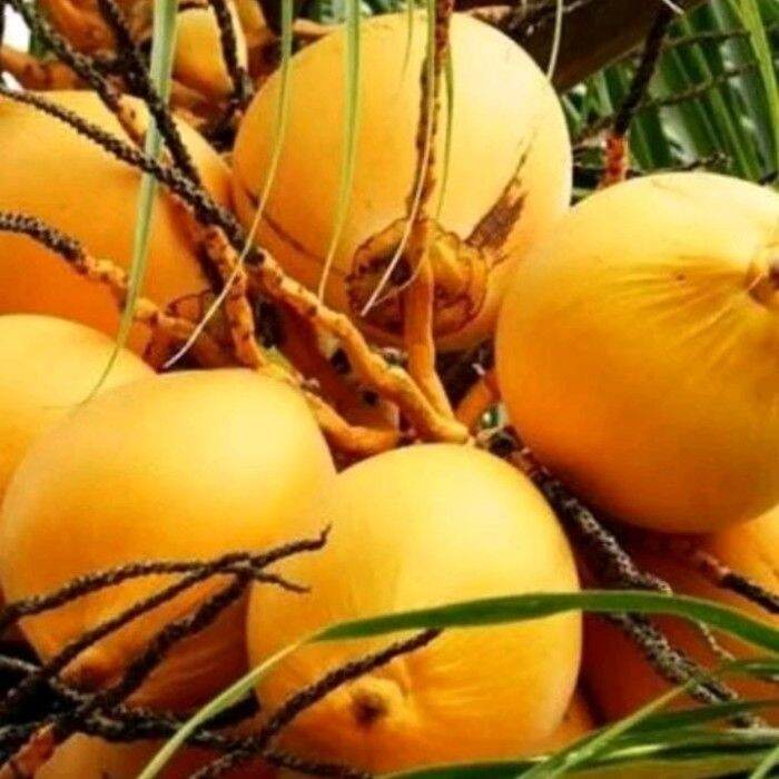 Degan buah kelapa muda gading oren, kuning utuh 1 biji Fresh segar | Lazada Indonesia