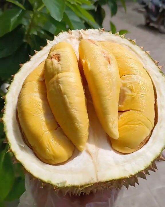 BIBIT DURIAN MUSANG KING - DURIAN MUSANG KING - BIBIT DURIAN MUSANGKING ...