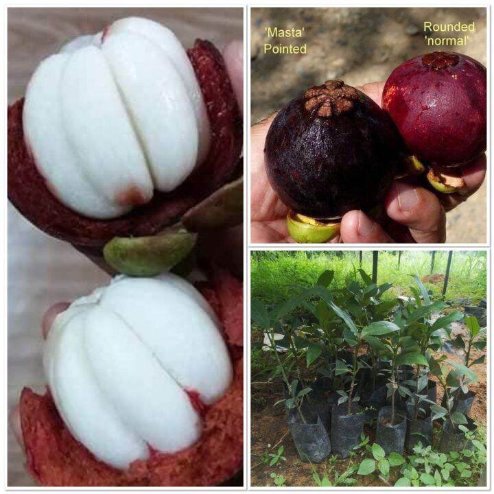 Pokok manggis mesta kahwin cepat berbuah | Lazada