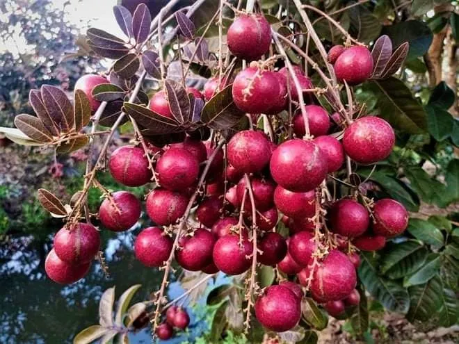 ANAK POKOK LONGAN RUBY GRAFTED (Red Longan Ruby） | Lazada