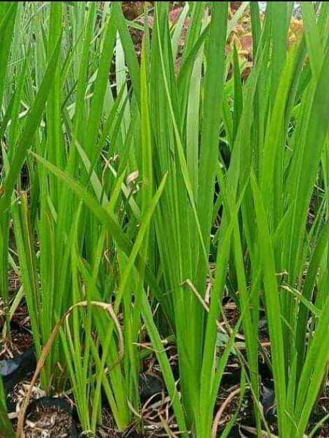 Lubigan BUY 5 GET 1 FREE. with roots. ready for replanting. herbal ...