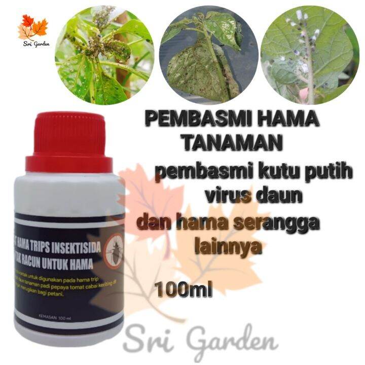 Pembasmi hama kutu putih pada tanaman cairan pembasmi virus daun kuning ...