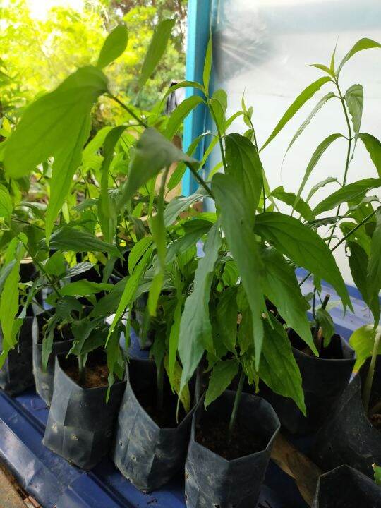 Anak Pokok Belalai Gajah (pokok hidup) | Lazada