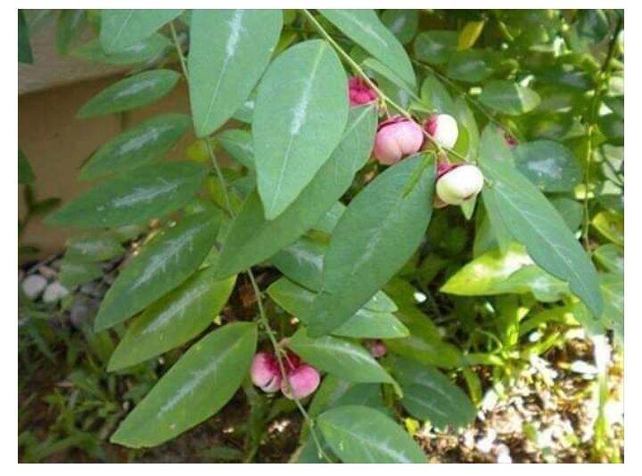 pokok pucuk manis, asin asin atau pucuk manis | Lazada