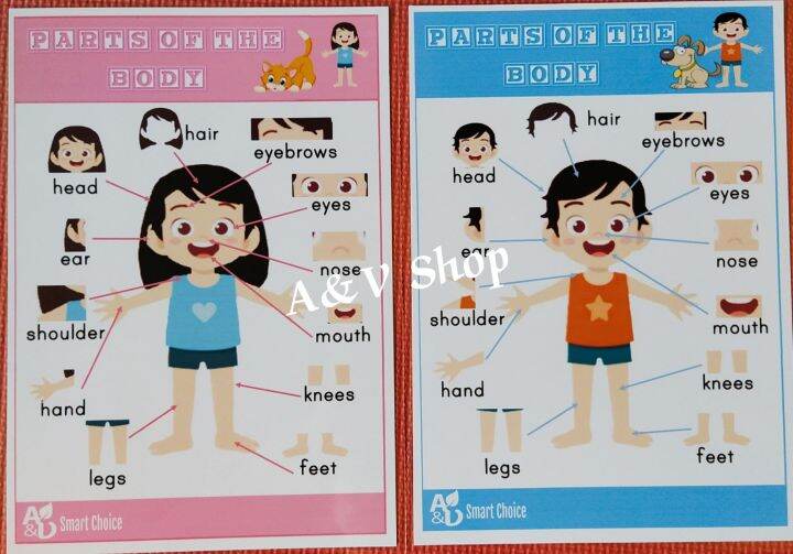 Laminated Educational Chart - Parts of the Body Chart A4 Size Girl and ...