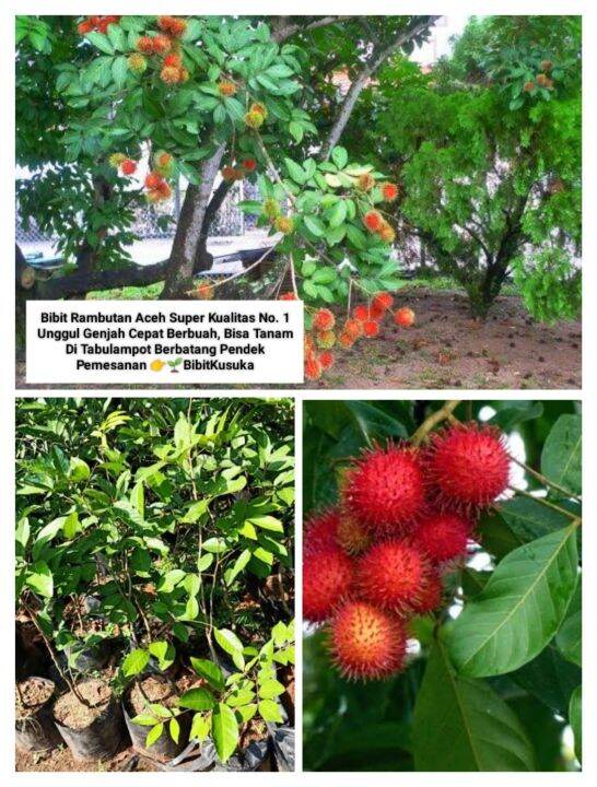 Bibit Supernya Rambutan Aceh Unggul Genjah Cepat Berbuah Rasa Manis ...