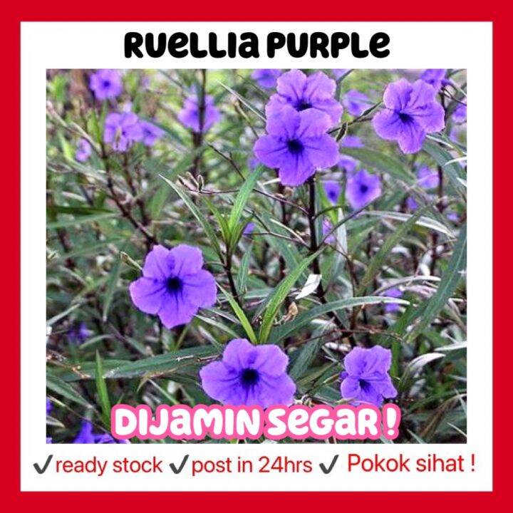 RINA • Ruellia purple • Mexican petunia bunga pokok hidup real live ...