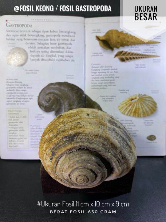 Fosil Keong Purba Natural A26 atau Fosil Gastropoda atau Fosil Kerang ...