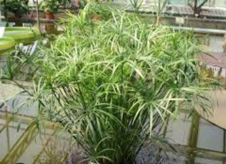 Mata Lalat/Helicopter/Pendul (30 pokok) | Lazada