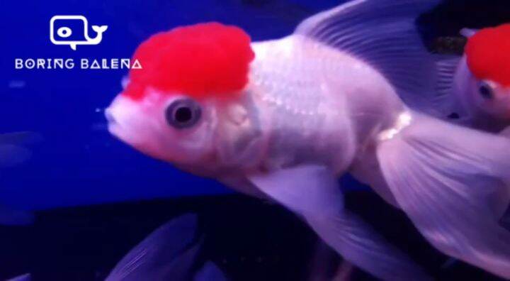BRBN Red Cap Oranda Goldfish - Ikan Emas - Aquarium Freshwater Fish ...