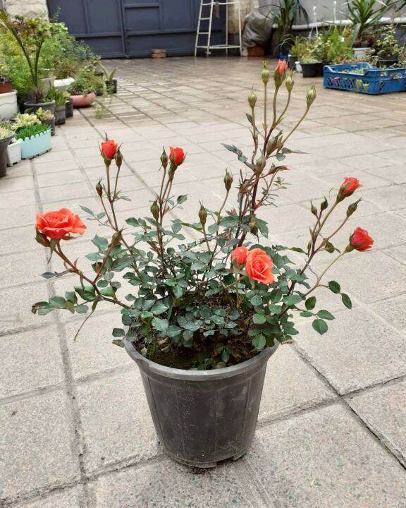 BUNGA MAWAR OREN GRADE TANAMAN HIDUP BUNGA MAWAR orange | Lazada Indonesia