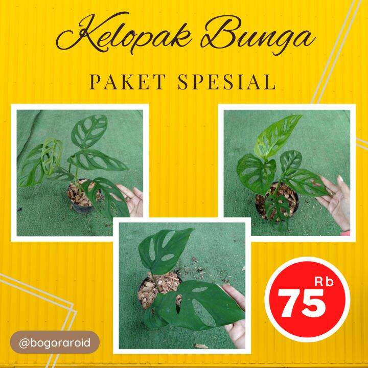 Paket 3 Tanaman Monstera / Adansonii / Acuminata / Raphidophora Pertusa ...