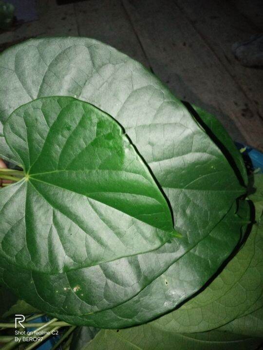 Daun berotowali atau batrawali per 10 lembar | Lazada Indonesia