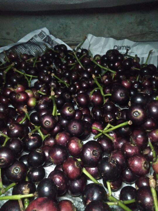 buah gowok gohok kupa fresh 500 gram | Lazada Indonesia