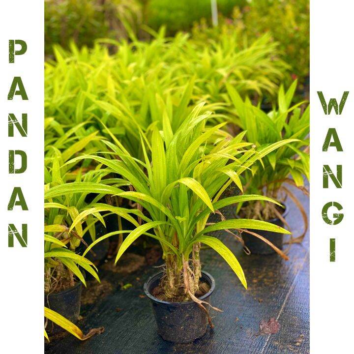 Pokok pandan wangi thai murah | Lazada