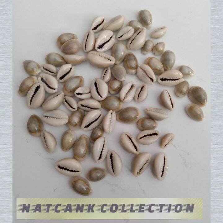 Kuwuk Kerang laut buat Congklak atau mainan bola bekel 100 gram ...