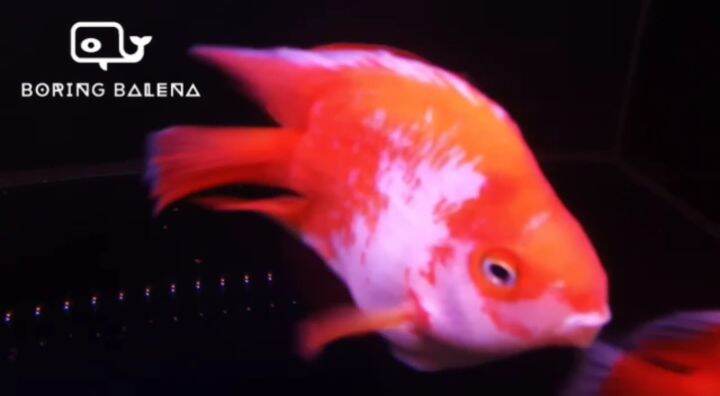 BRBN Santa Claus (Red&White) Yuan Bao Parrot - Parrot Fish - Ikan ...