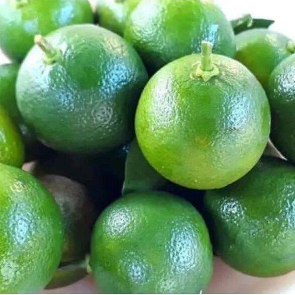 1 kg sonkit/jeruk kasturi/kalamansi/lemon cui/jeruk kunci | Lazada ...