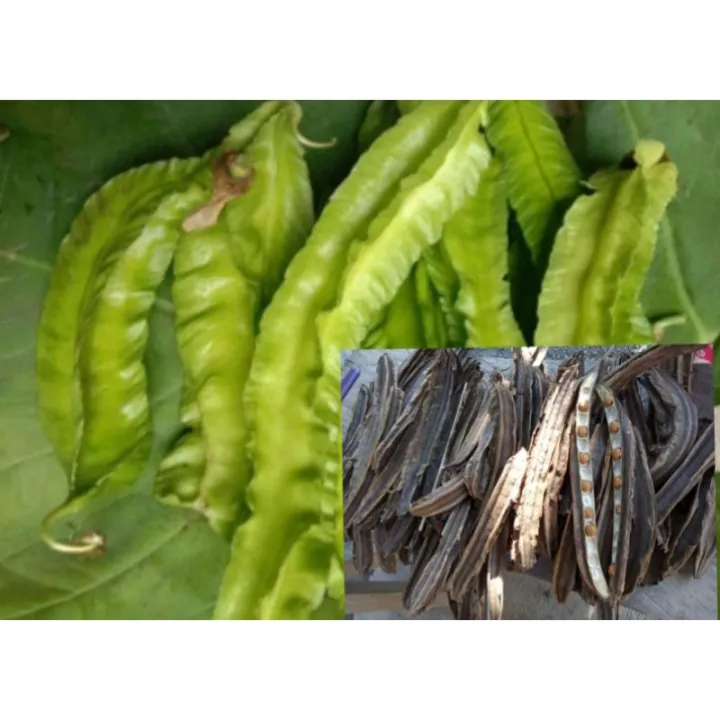 Native sigarilyas seeds for planting 100seeds | Lazada PH