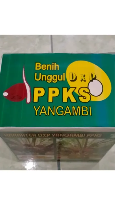 bibit benih kecambah polong sawit Yangambi ppks unggul | Lazada Indonesia