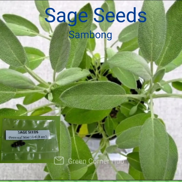 Sage Seeds (Perennial Mint/ Sambong) | Lazada PH