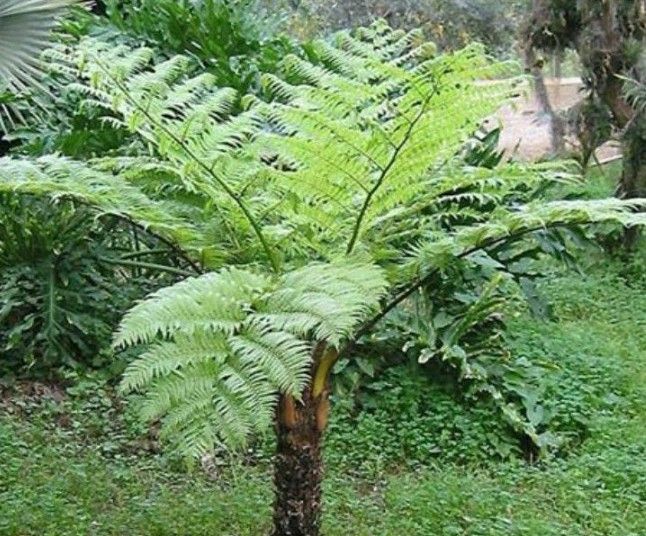 tanaman pakis Paku, pakis Tiang | Lazada Indonesia