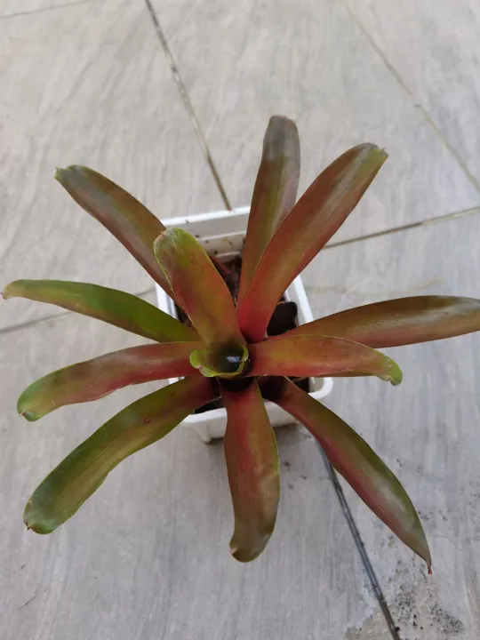 bromeliad neoregelia Super Fireball | Lazada
