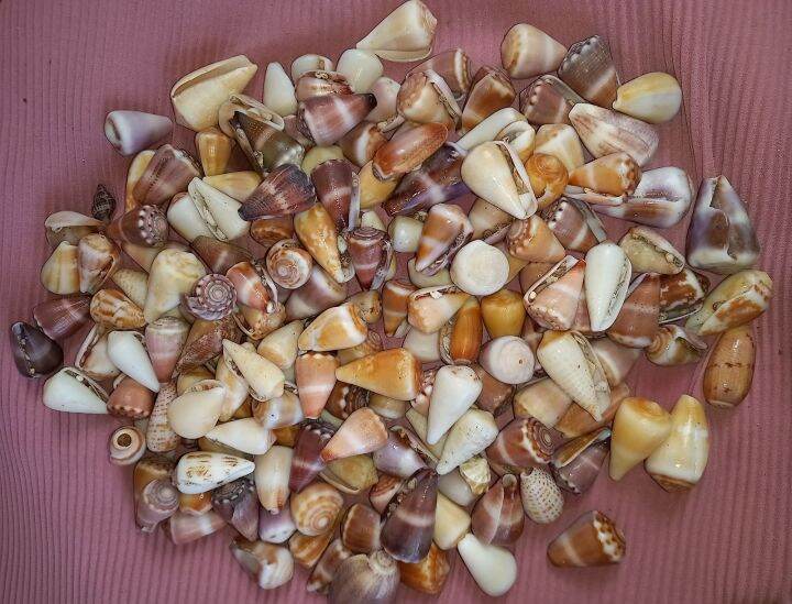 Cangkang Kerang Siput Laut / Sea Shell 100 gram | Lazada Indonesia