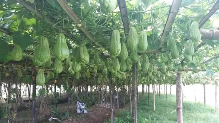 bibit labu siam harga satuan | Lazada Indonesia